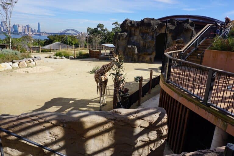 Taronga Zoo Sydney: Everything You Need to Know For a Great Day Out ...