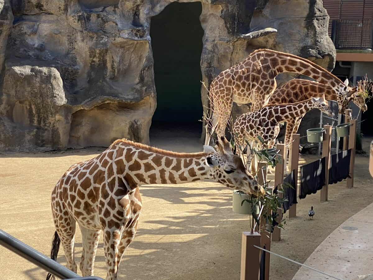 Taronga Zoo Sydney: Tips for a Great Day Out with Kids | Newy with Kids