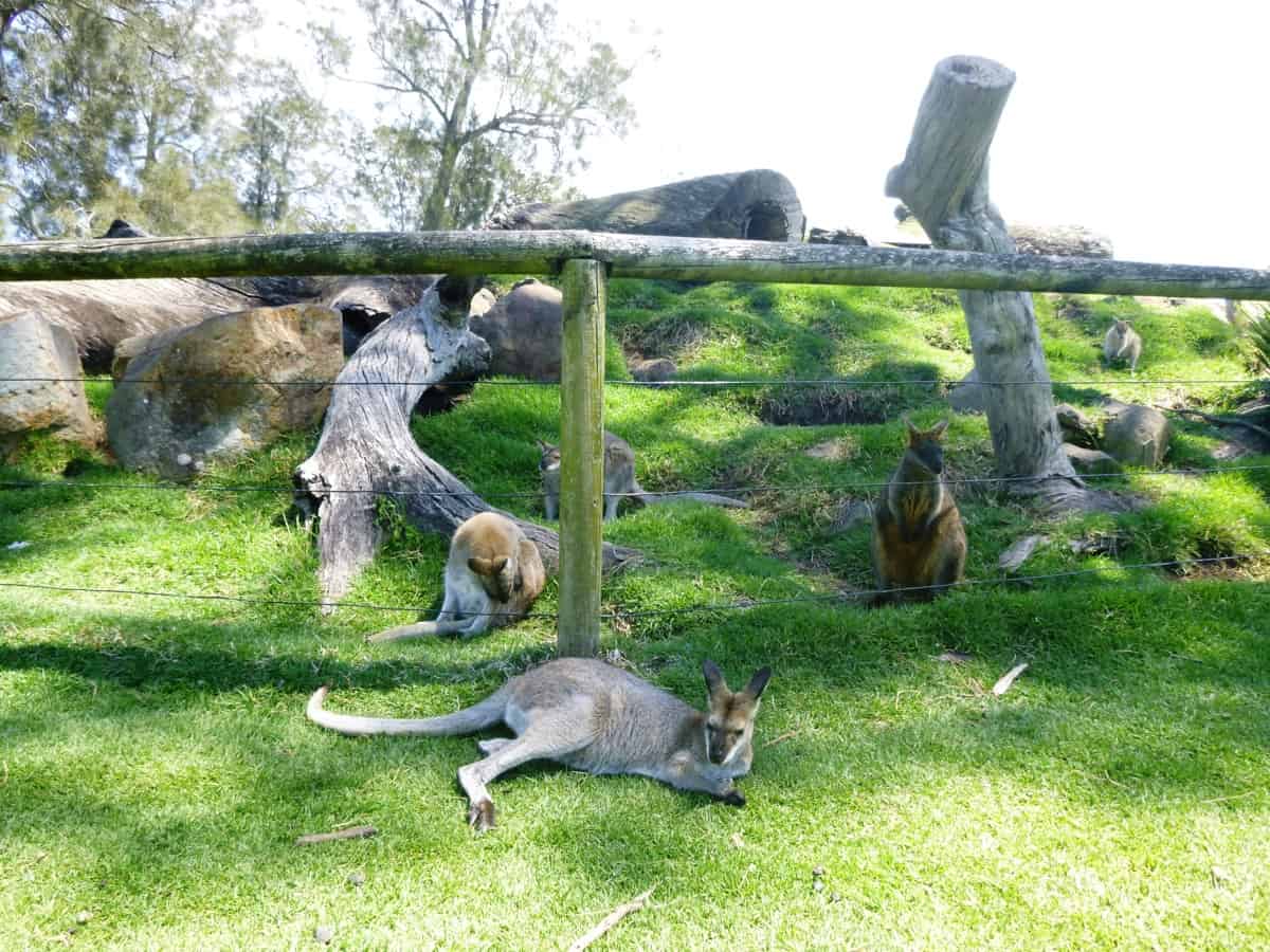 Oakvale Wildlife Park: Get Up Close to Animals - Newy with Kids