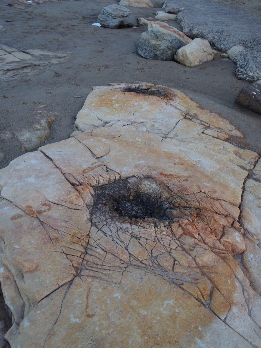 Search for Tree Stump Fossils at Swansea Headland Petrified Forest ...