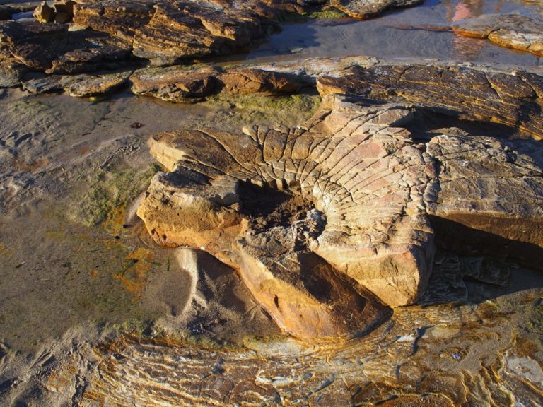 Search for Tree Stump Fossils at Swansea Headland Petrified Forest ...