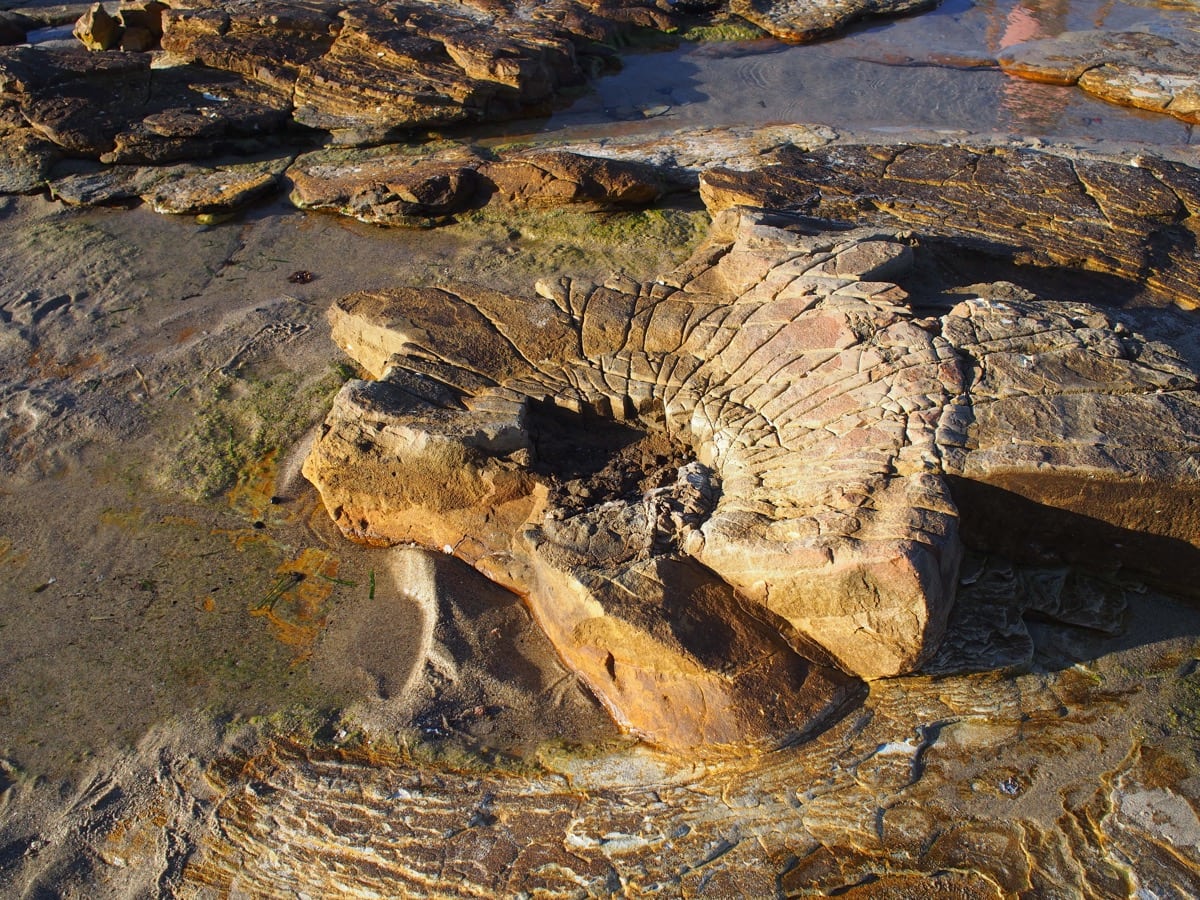 Search for Tree Stump Fossils at Swansea Headland Petrified Forest ...