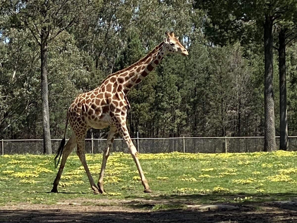 Taronga Western Plains Zoo Dubbo: Top Tips For a Great Visit - Newy ...