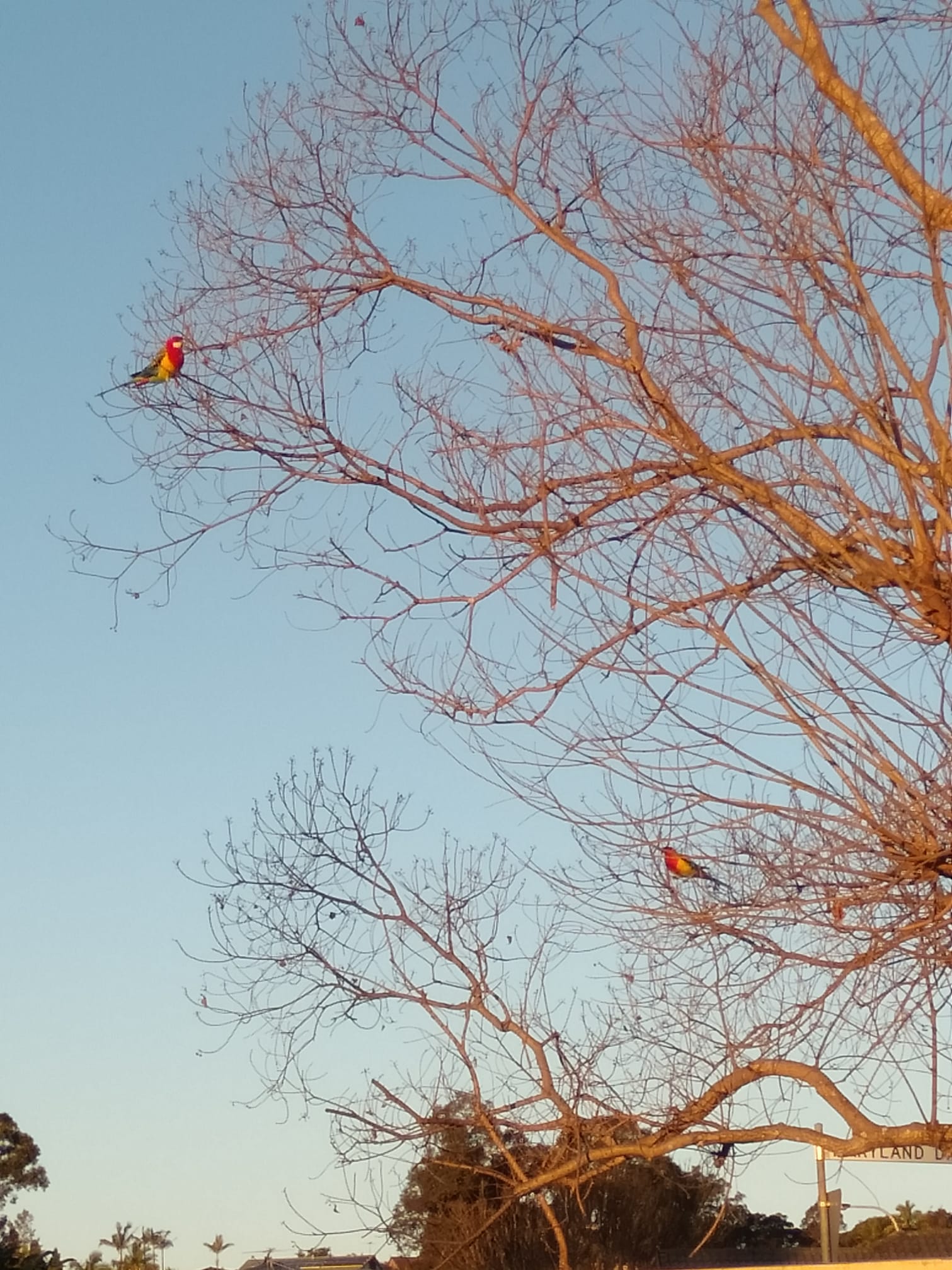10 Tips to Start Birdwatching with Kids - Newy with Kids