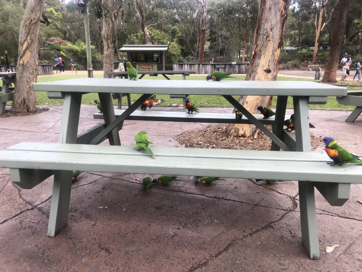 Slithering Fun: A Review of Australian Reptile Park - Newy with Kids