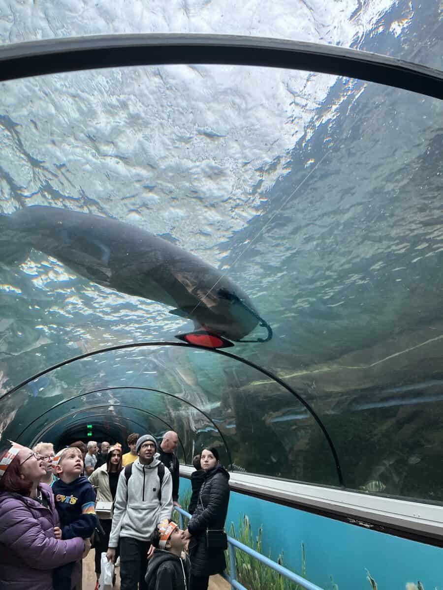 SEA LIFE Sydney Aquarium: Best Tips for A Fun Day Out With Kids - Newy ...