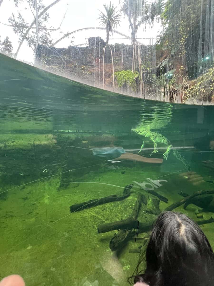 See the Aussie Big 5 at WILD LIFE Sydney Zoo - Newy with Kids