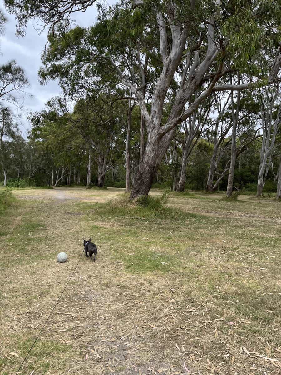 Play, Picnic & Spot Turtles at Myuna Bay - Newy with Kids