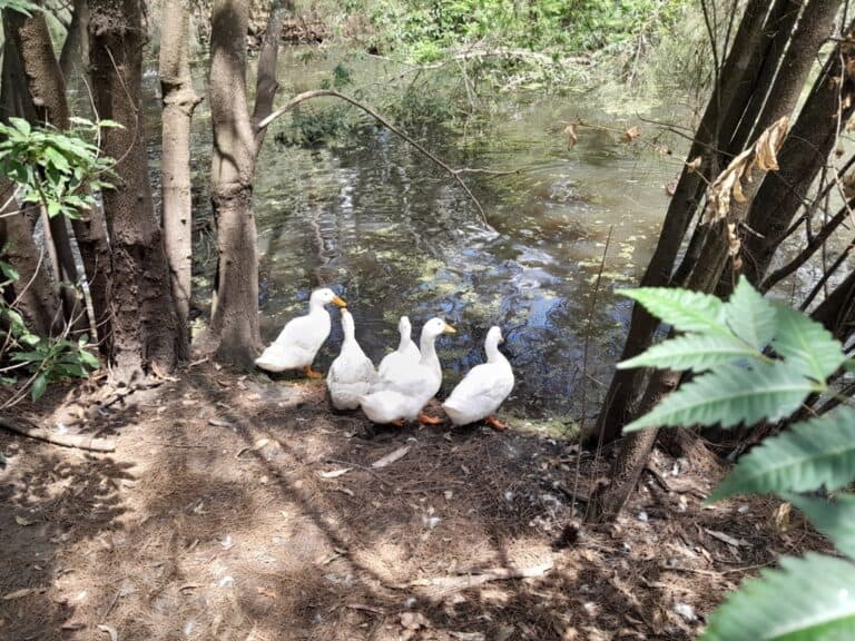 Have a Play & Watch the Ducks at Morpeth Common - Newy with Kids