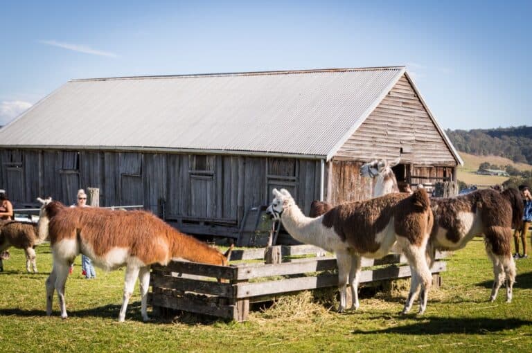 25+ Unique Rural Shows, Fairs and Festivals to Enjoy in the Newcastle ...
