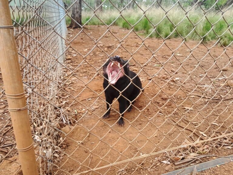 Enjoy a Family Adventure to Aussie Ark: Tasmanian Devil & Australian ...