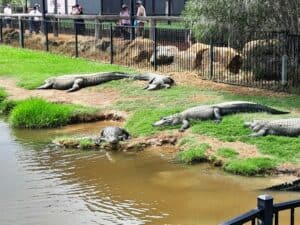 Hunter Valley Wildlife Park: Everything You Need to Know For a Great ...