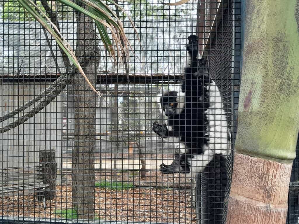 Hunter Valley Wildlife Park: Everything You Need to Know For a Great ...