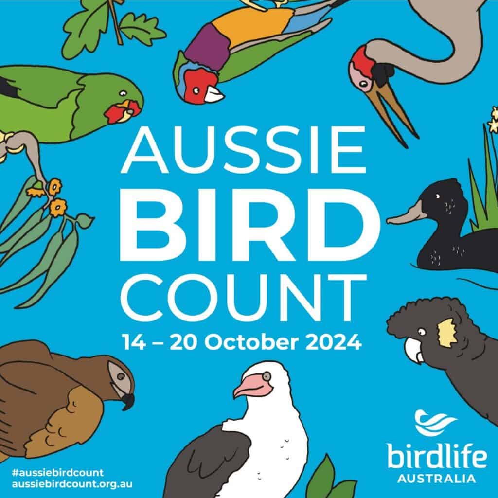 Take Part in the 2024 Aussie Bird Count - Newy with Kids