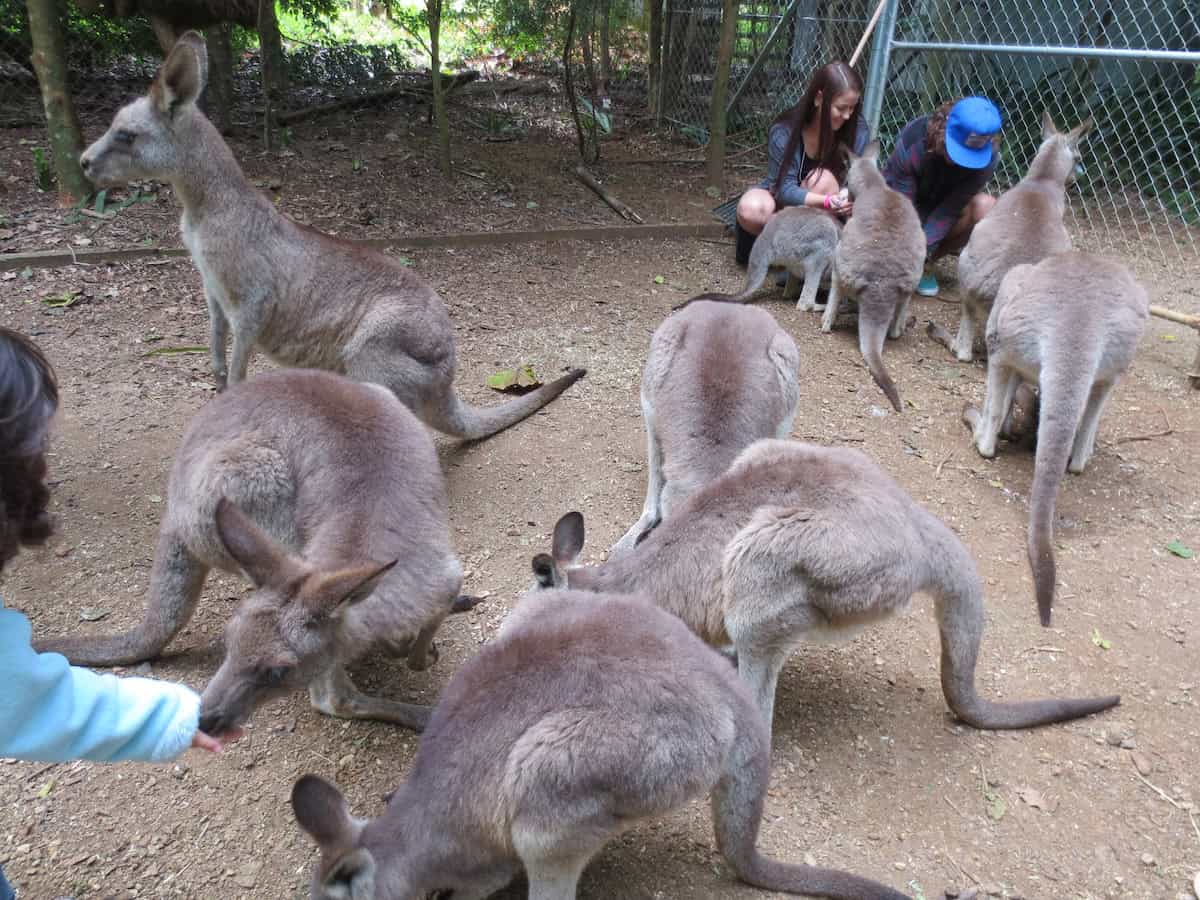 Byron Bay Bliss: A Family Holiday - Newy with Kids